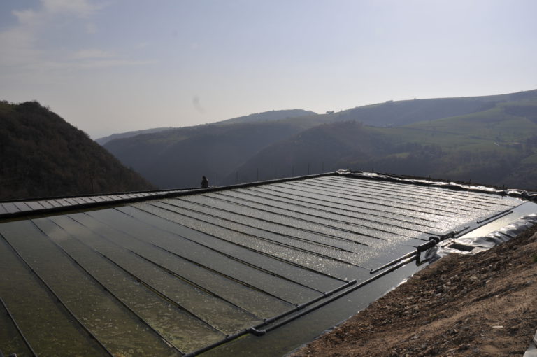 Manure processing project with aerated reed bed in Italy - Rietland